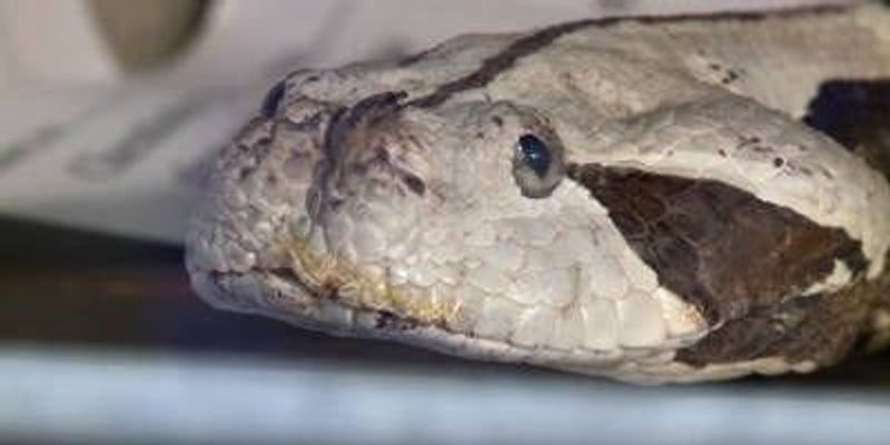 Seeing Heat | The Scientist