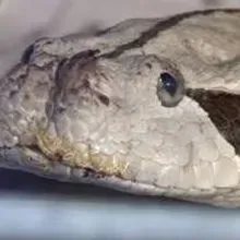 Seeing Heat | The Scientist