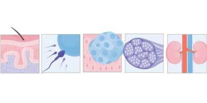 What Sensory Receptors Do Outside of Sense Organs | The Scientist