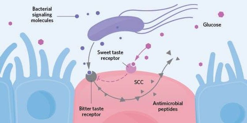 Odor, Taste, and Light Receptors in Unusual Locations | The Scientist