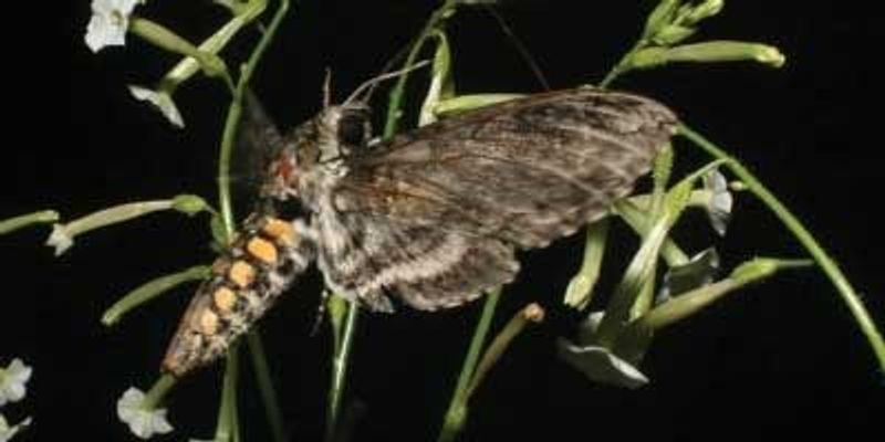 The Flower Sense of Hawkmoths | The Scientist