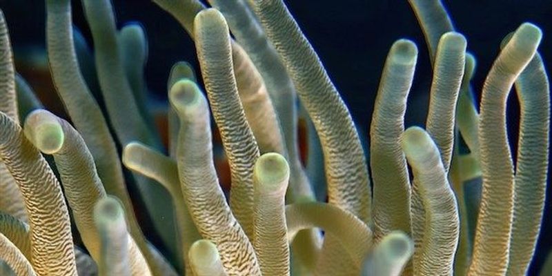 Image of the Day: Reef Feeders | The Scientist