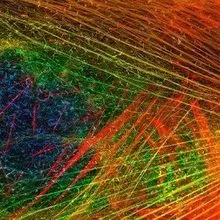 Biomechanics | The Scientist