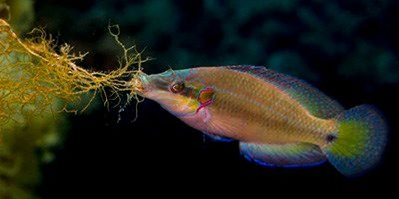 Female Fish Select Mates’ Sperm | The Scientist