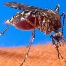 Zika Update | The Scientist