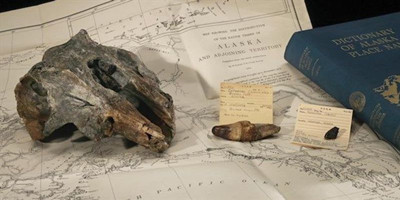 Extinct River Dolphin Species Discovered | The Scientist