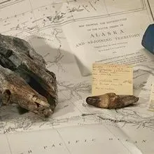 Extinct River Dolphin Species Discovered | The Scientist