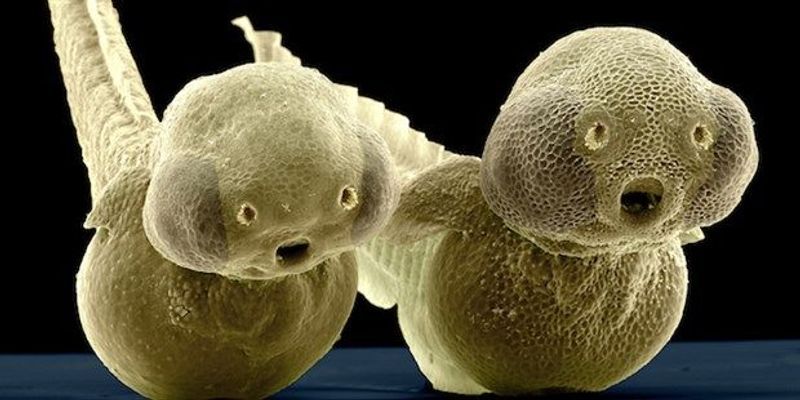 Image of the Day: Model Organisms | The Scientist