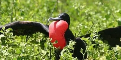 Bird Rests Both Brain Hemispheres During Flight | The Scientist