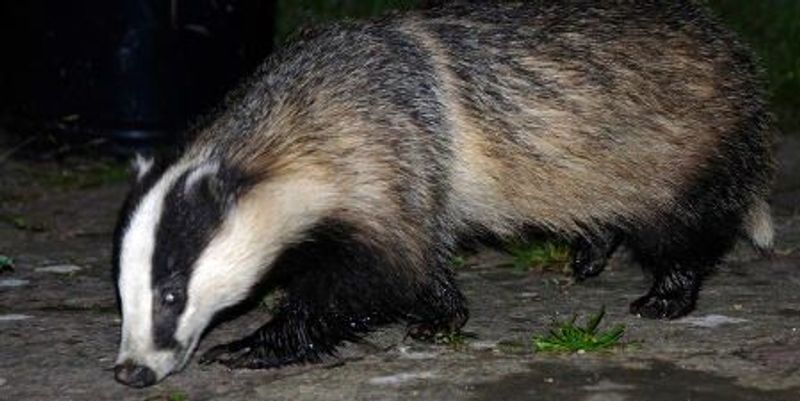 The Badger-Cow TB Connection | The Scientist