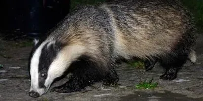 The Badger-Cow TB Connection | The Scientist