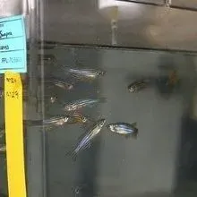 Fish Behavior Affected by Parasite | The Scientist