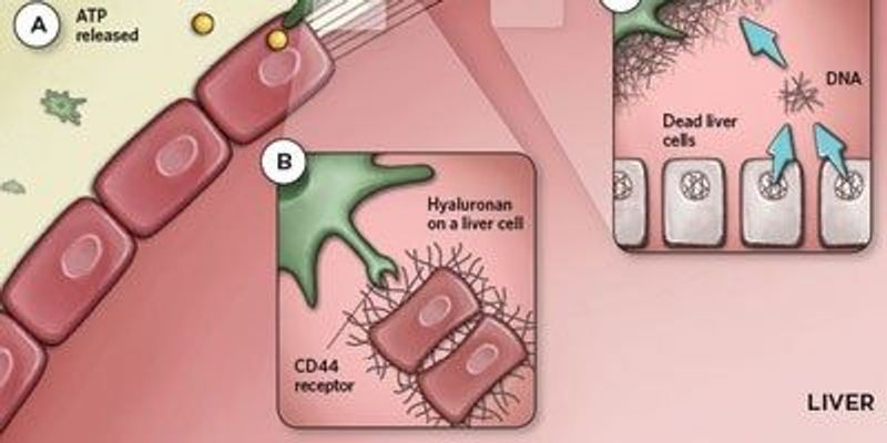 Newly Discovered Emergency Responders to Liver Damage | The Scientist