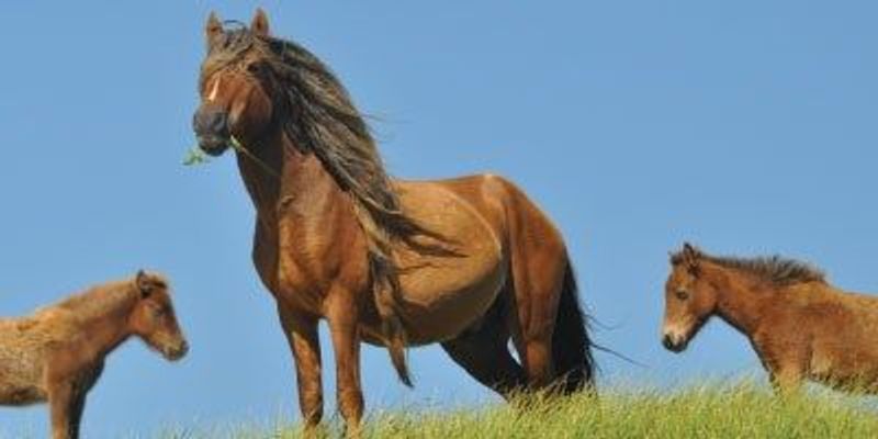 Increasing Seal Pup Numbers Influence Feral-Horse Feeding Habits | The ...