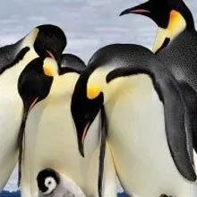 Jacqueline R. Dillard Author Profile | The Scientist