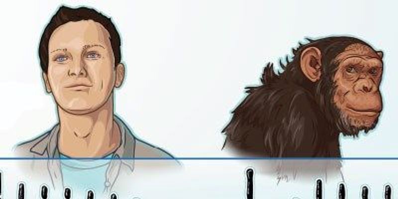 Understanding Human Accelerated Regions | The Scientist