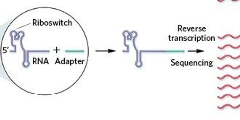 Riboswitch Screen | The Scientist