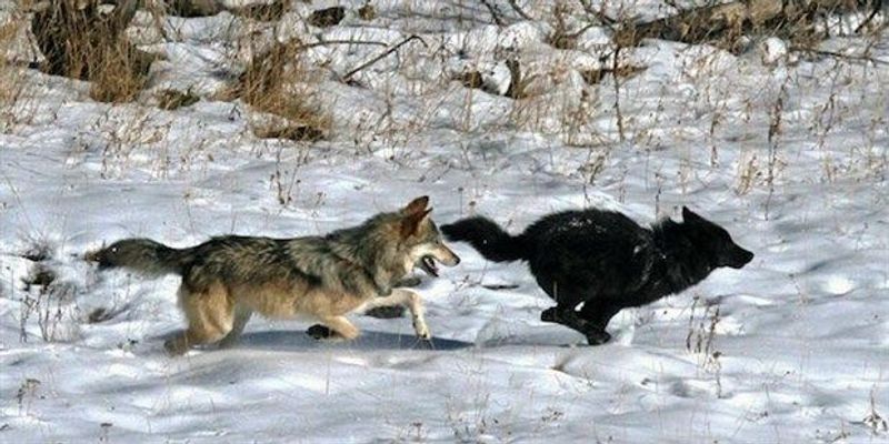 Image of the Day: Wolf Genomics | The Scientist