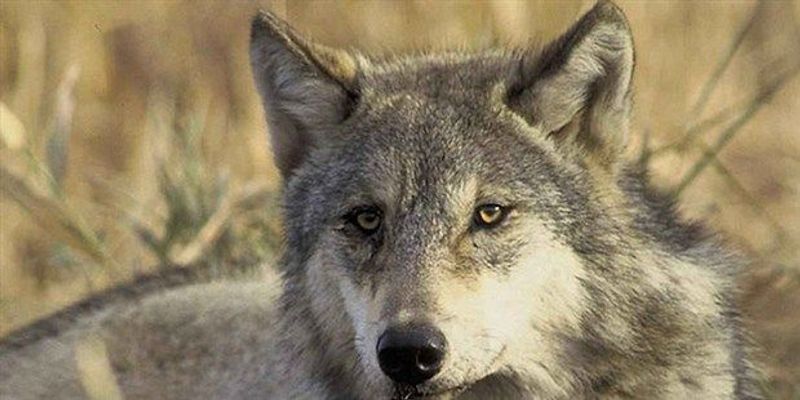 Wolf Species Are Part Coyote | The Scientist