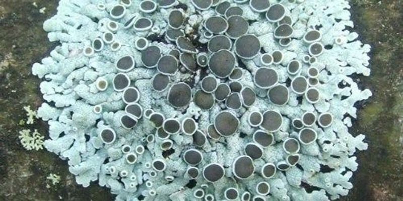 Classic Example of Symbiosis Revised | The Scientist