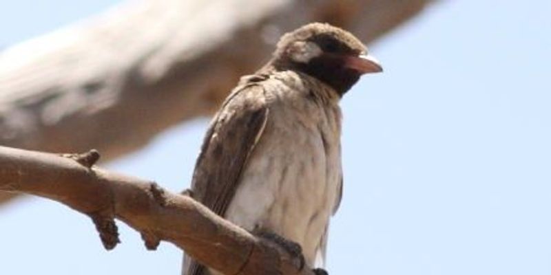 Man and Bird Chat While Honey Hunting | The Scientist