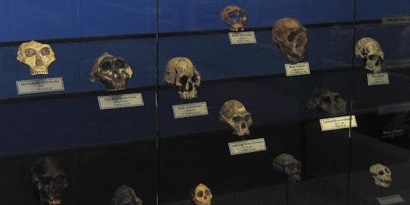Primates, Gut Microbes Evolved Together | The Scientist