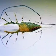 Image of the Day: Light Ray | The Scientist