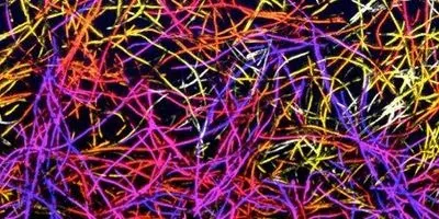 Next Generation: Nanotube Scaffolds Reconnect Spinal Neurons | The ...