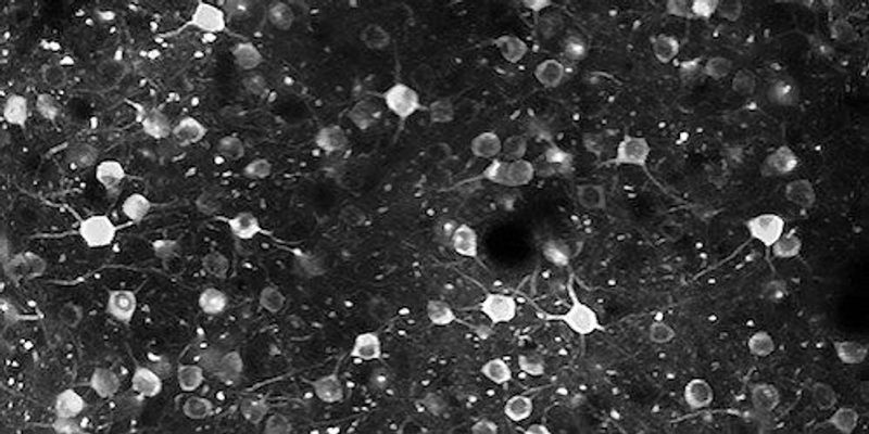 Allen Institute Launches Brain Observatory | The Scientist