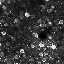 Allen Institute Launches Brain Observatory | The Scientist