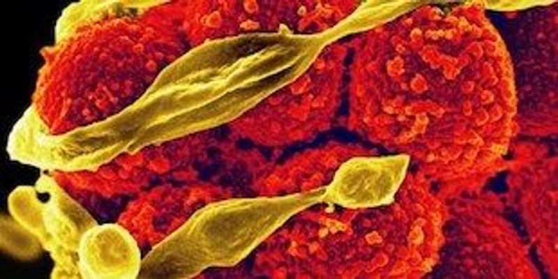 “Harmless” Oral Microbe Can Enable Pathogen | The Scientist Magazine®