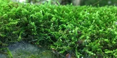 Image of the Day: Moss Effect | The Scientist