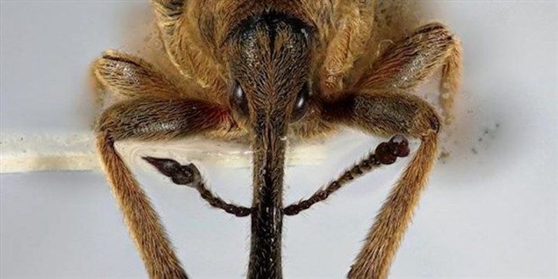 Image of the Day: Misnomer? | The Scientist