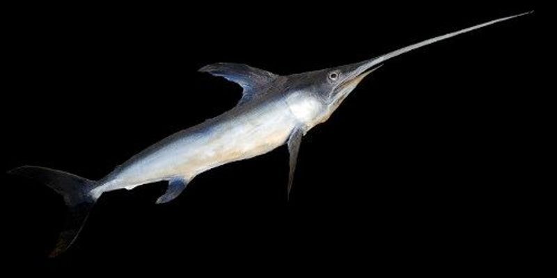 Mysterious Oil Gland Discovered in Swordfish | The Scientist