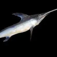 Mysterious Oil Gland Discovered in Swordfish | The Scientist