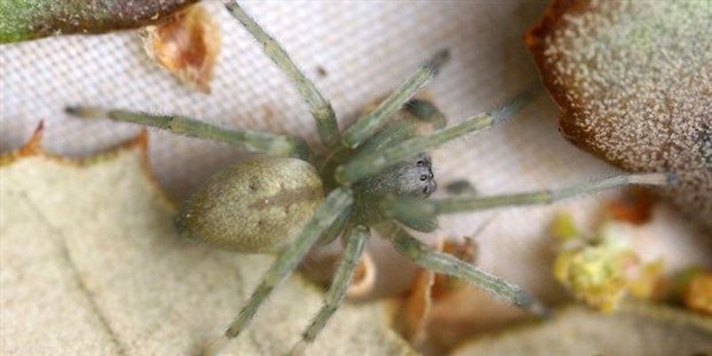 Image of the Day: Spider Discovery | The Scientist