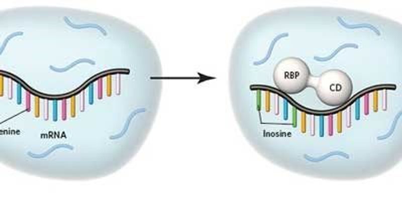 Targeting RNA-Binding Proteins | The Scientist