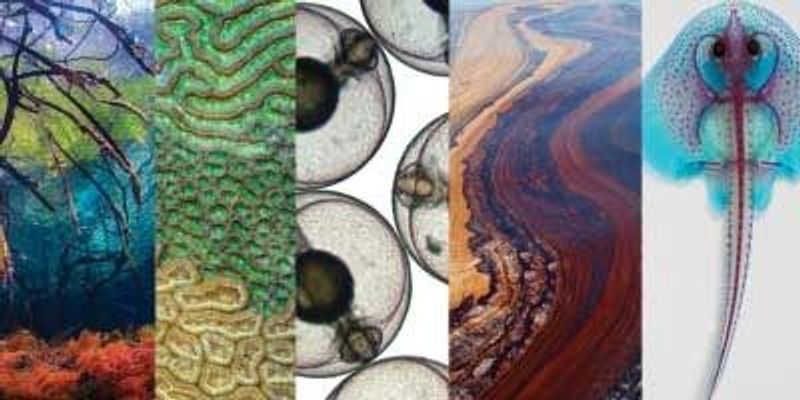 Images of the Day from the-scientist.com | The Scientist