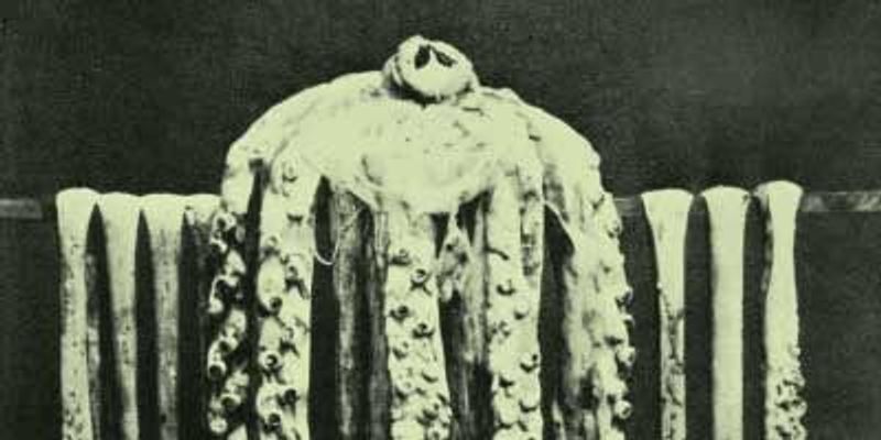 First Photo of Intact Giant Squid, 1874 | The Scientist