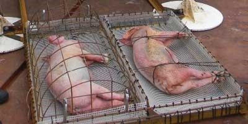 Submerged Pigs Inform Forensics | The Scientist