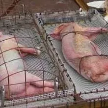 Decomposition | The Scientist