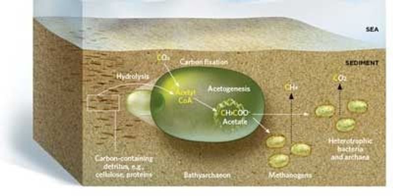 A New Role for Marine Archaea | The Scientist