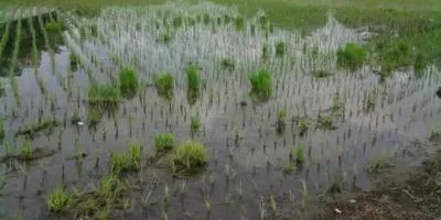 Nobel Laureates vs. Greenpeace | The Scientist