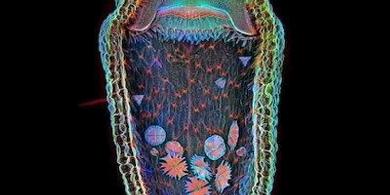 Image of the Day: Belly of the Beast | The Scientist