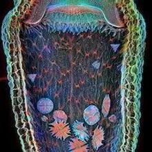 Image of the Day: Belly of the Beast | The Scientist