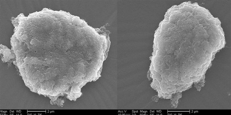 Single-Cell RNA Sequencing Reveals Neuronal Diversity | The Scientist