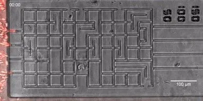 Image of the Day: Mold Maze | The Scientist