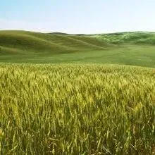 Study: Farming Arose Twice in the Ancient Middle East | The Scientist