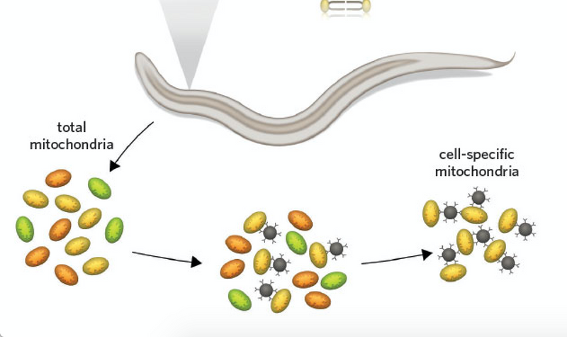 Infographic: Isolating mitochondria from specific cell types | The ...