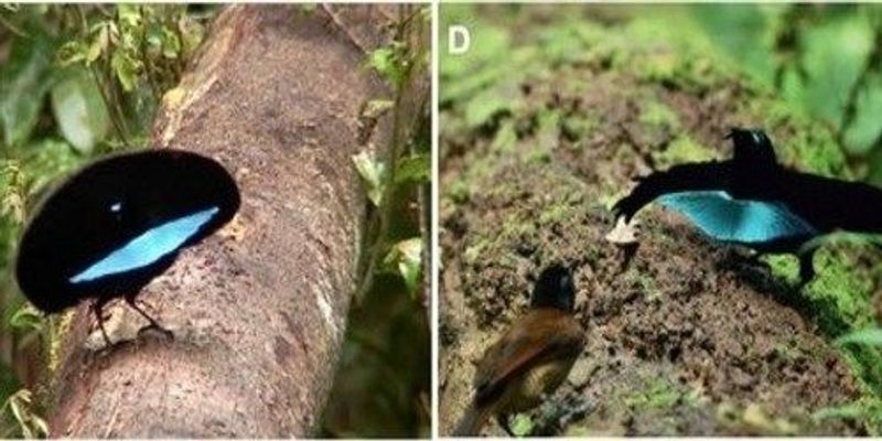Image of the Day: Bird-of-Paradise | The Scientist